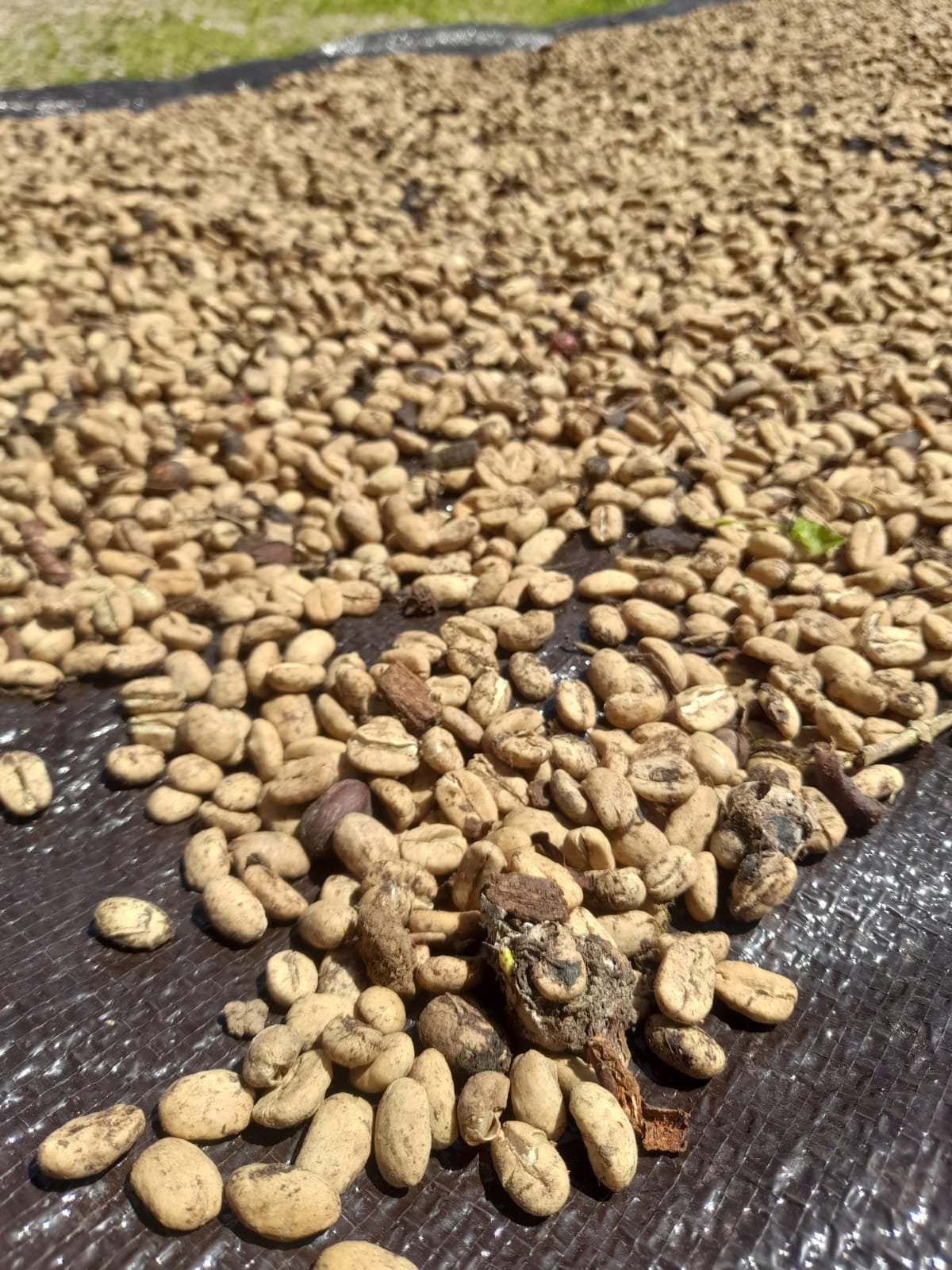 100% Original - KopiLuwak.coffee - Kopi Luwak: Most Expensive Coffee in ...