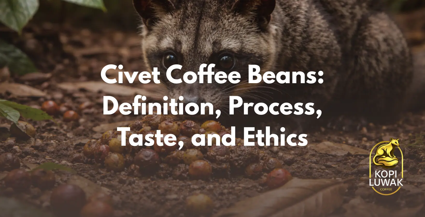 Civet Coffee Beans: Definition, Process, Taste, and Ethics - Kopiluwak ...